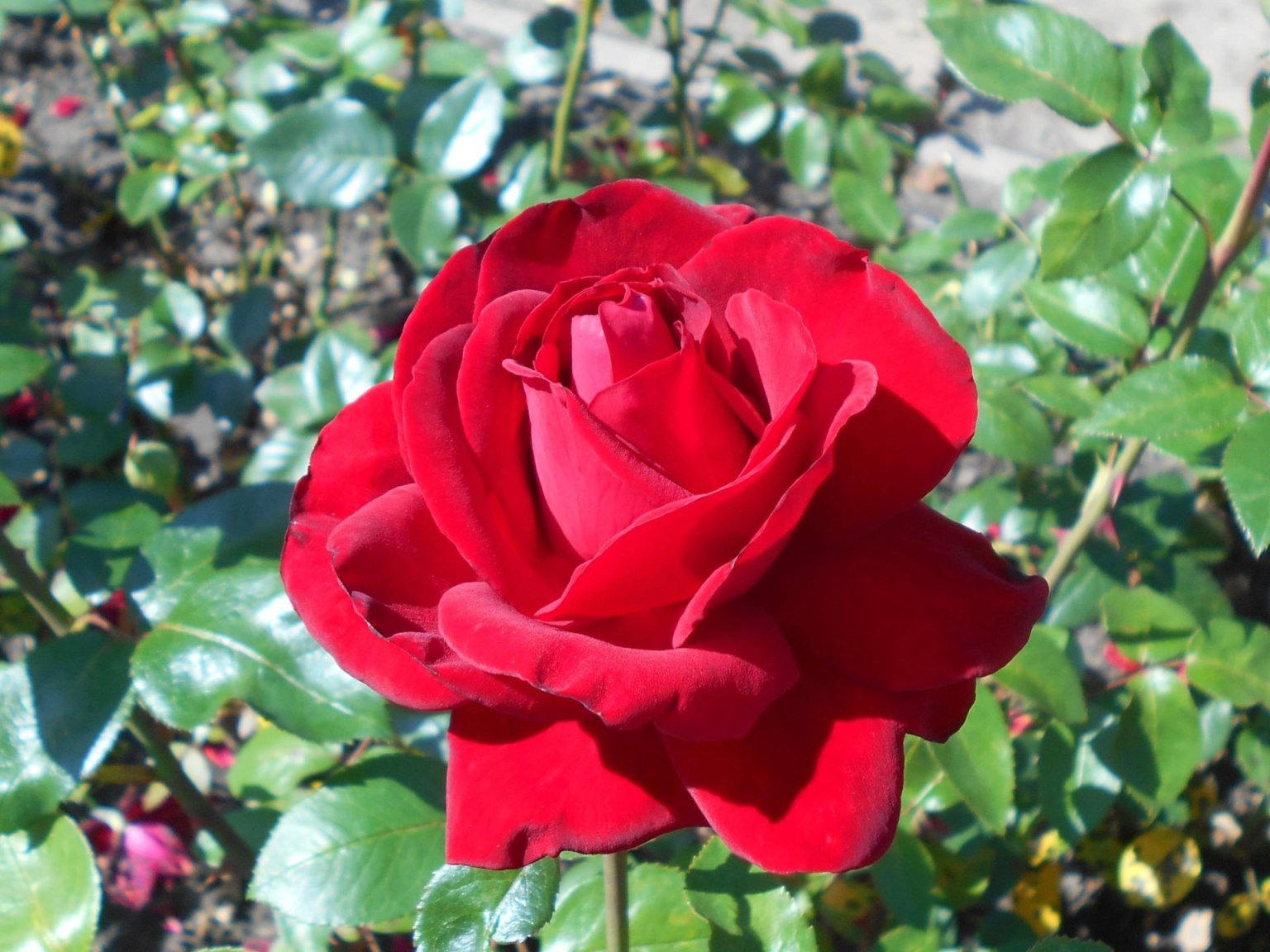 El poderoso mensaje de una rosa roja - Tusfloristas.com